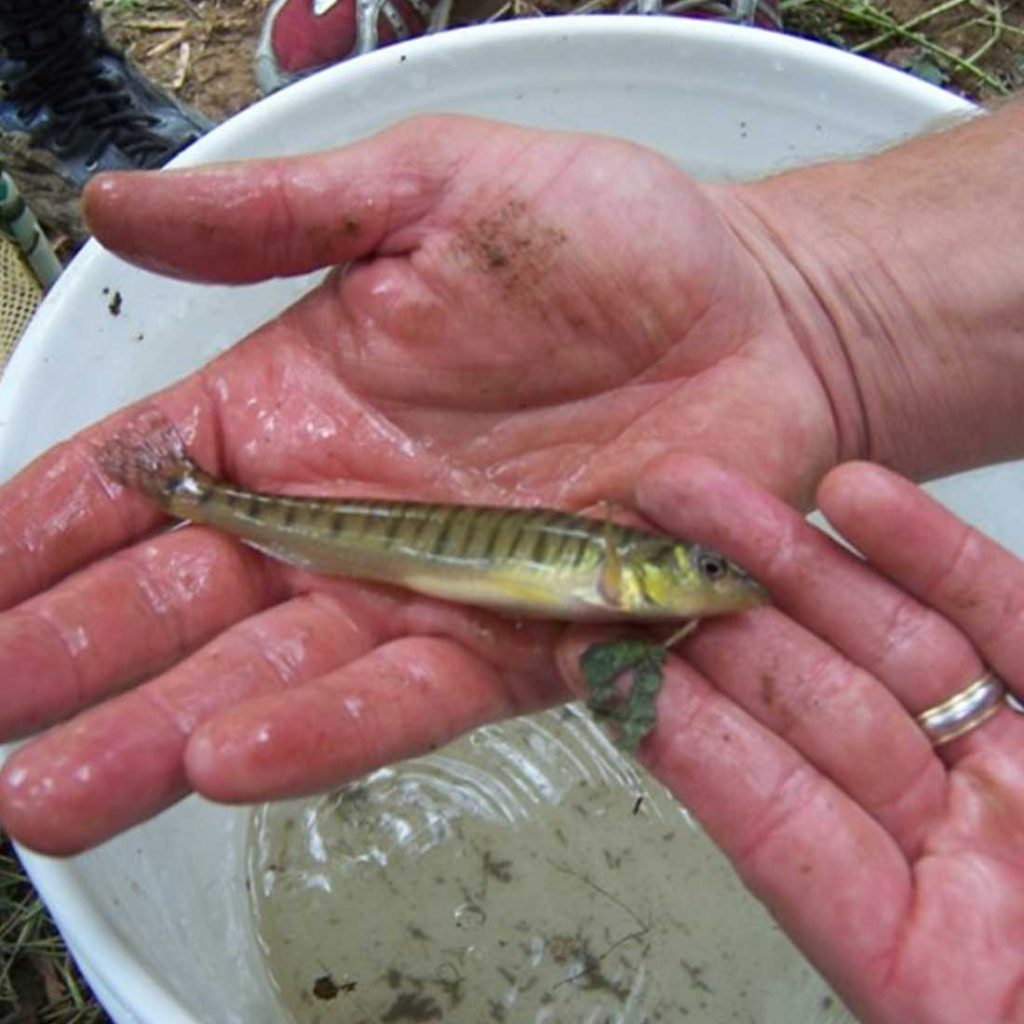 Water Quality Monitoring - Buffalo Creek Coalition