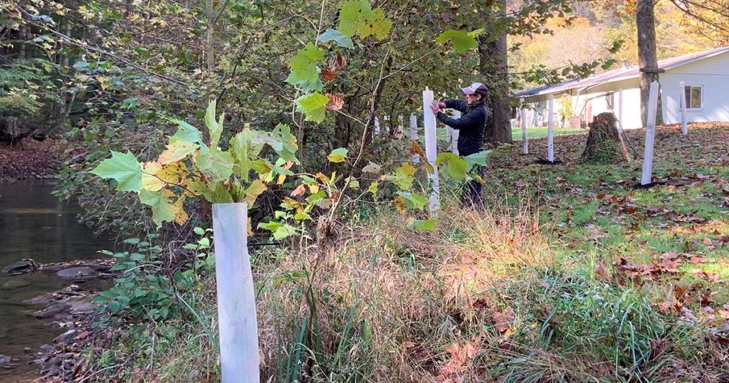 Riparian Buffer Restoration - Buffalo Creek Coalition